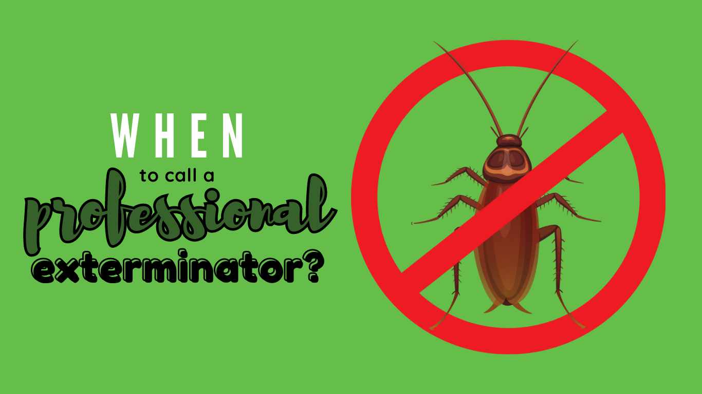 A Guide: Common Household Pests and How to Identify Them - Mean Green ...