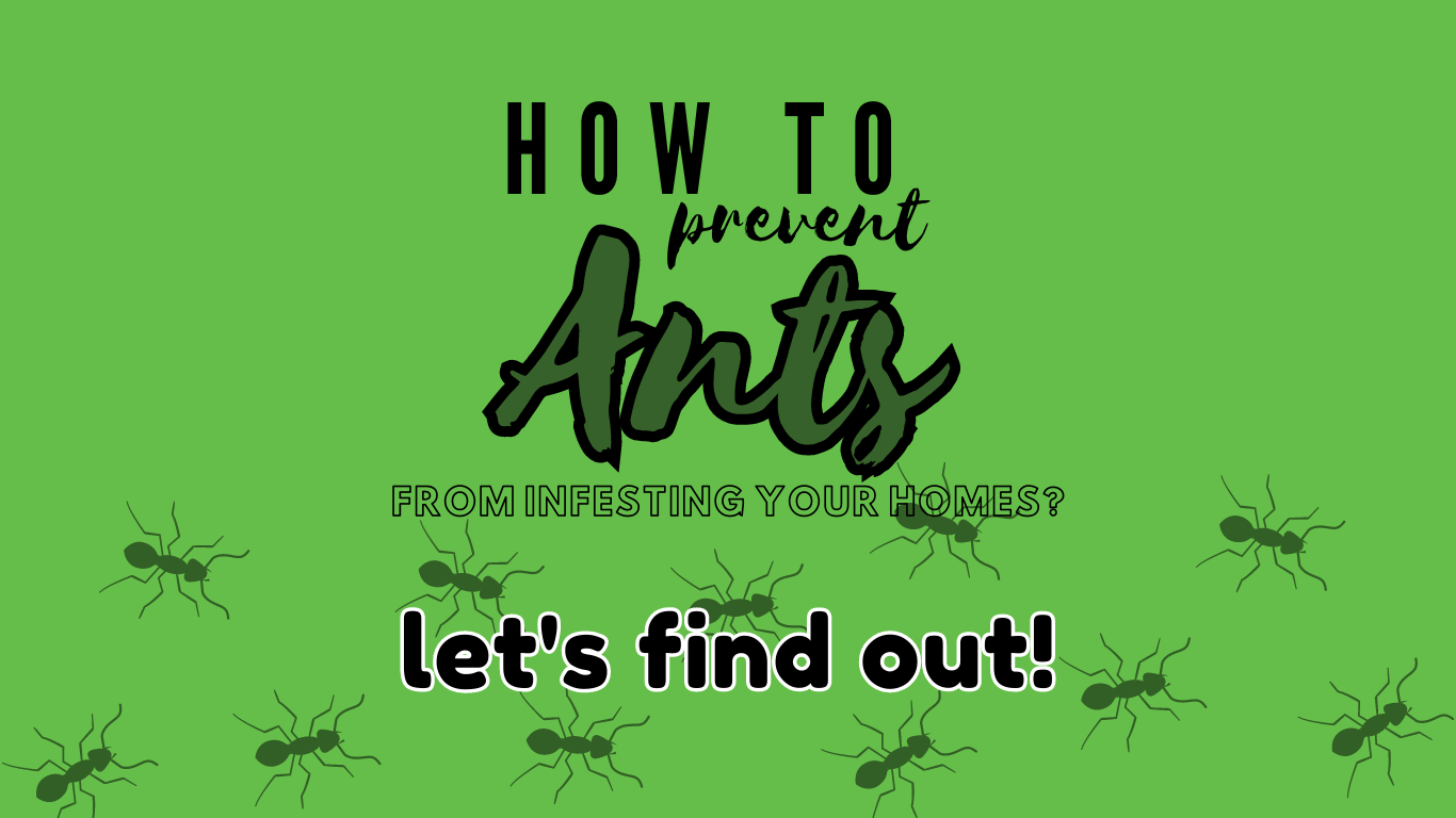 A Guide: Common Household Pests and How to Identify Them - Lookout Pest ...