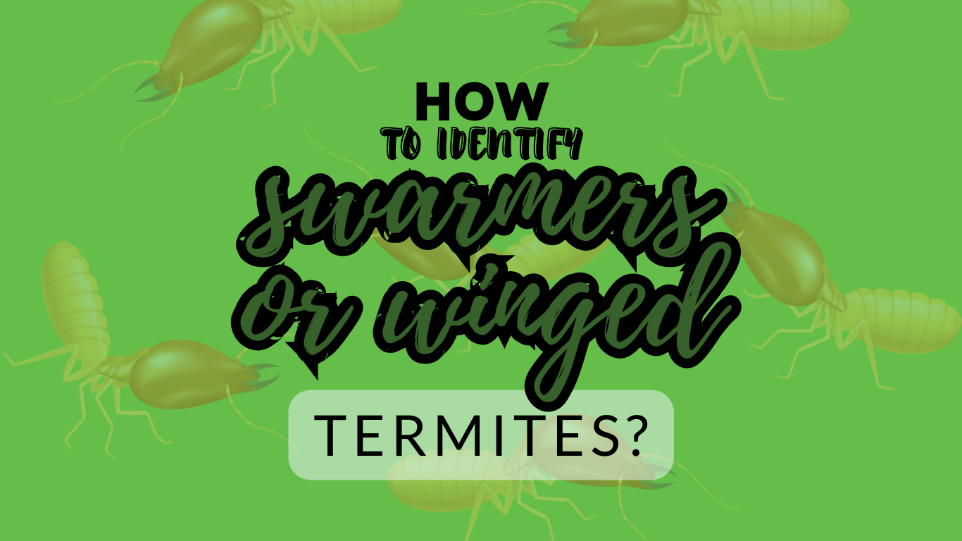 The Signs of Termite Infestation and How to Identify Them - Mean Green ...