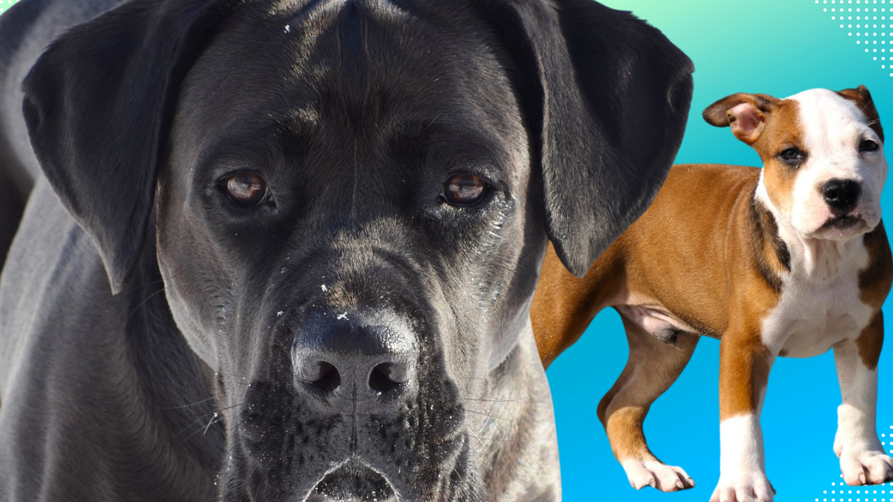 Cane Corso Vs Pitbull
