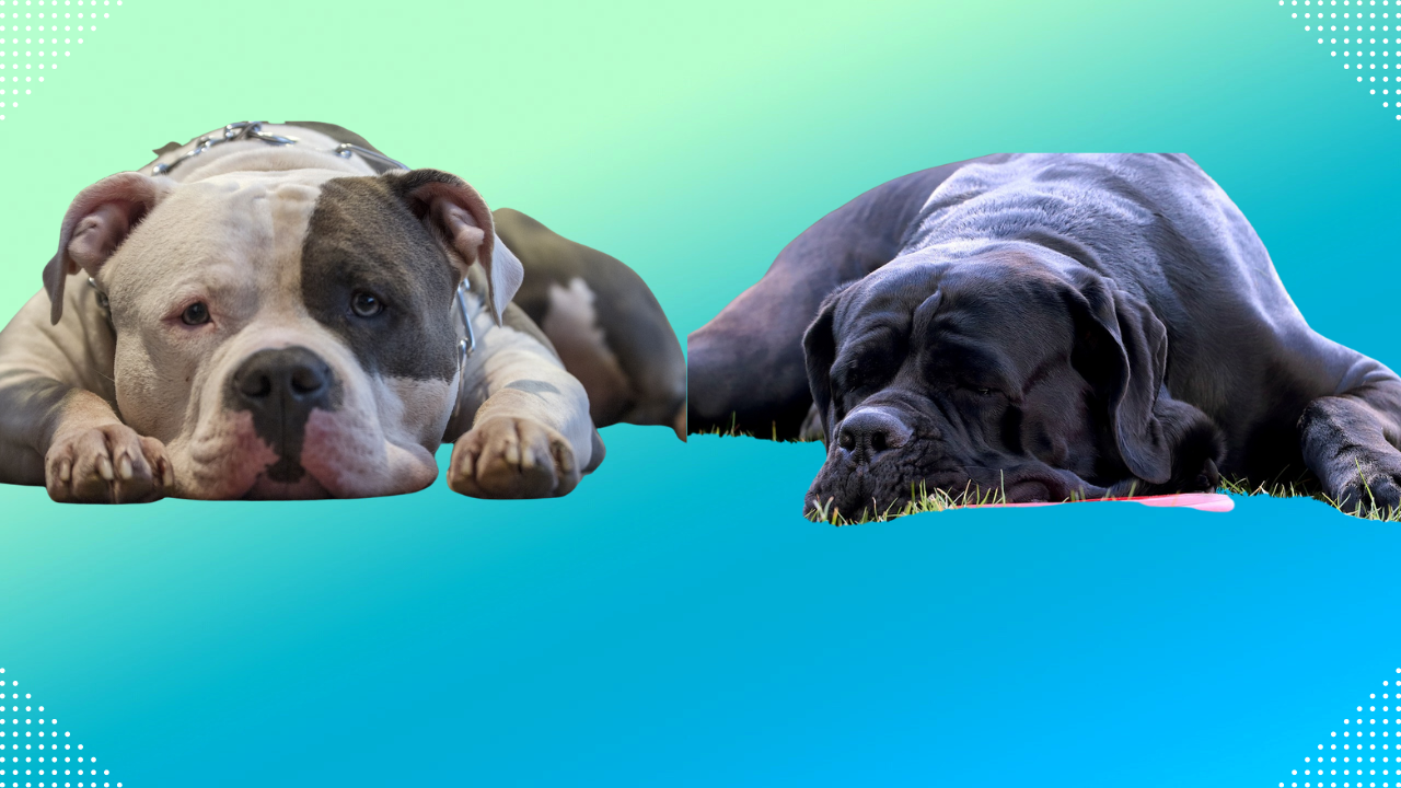 Cane Corso Vs Pitbull