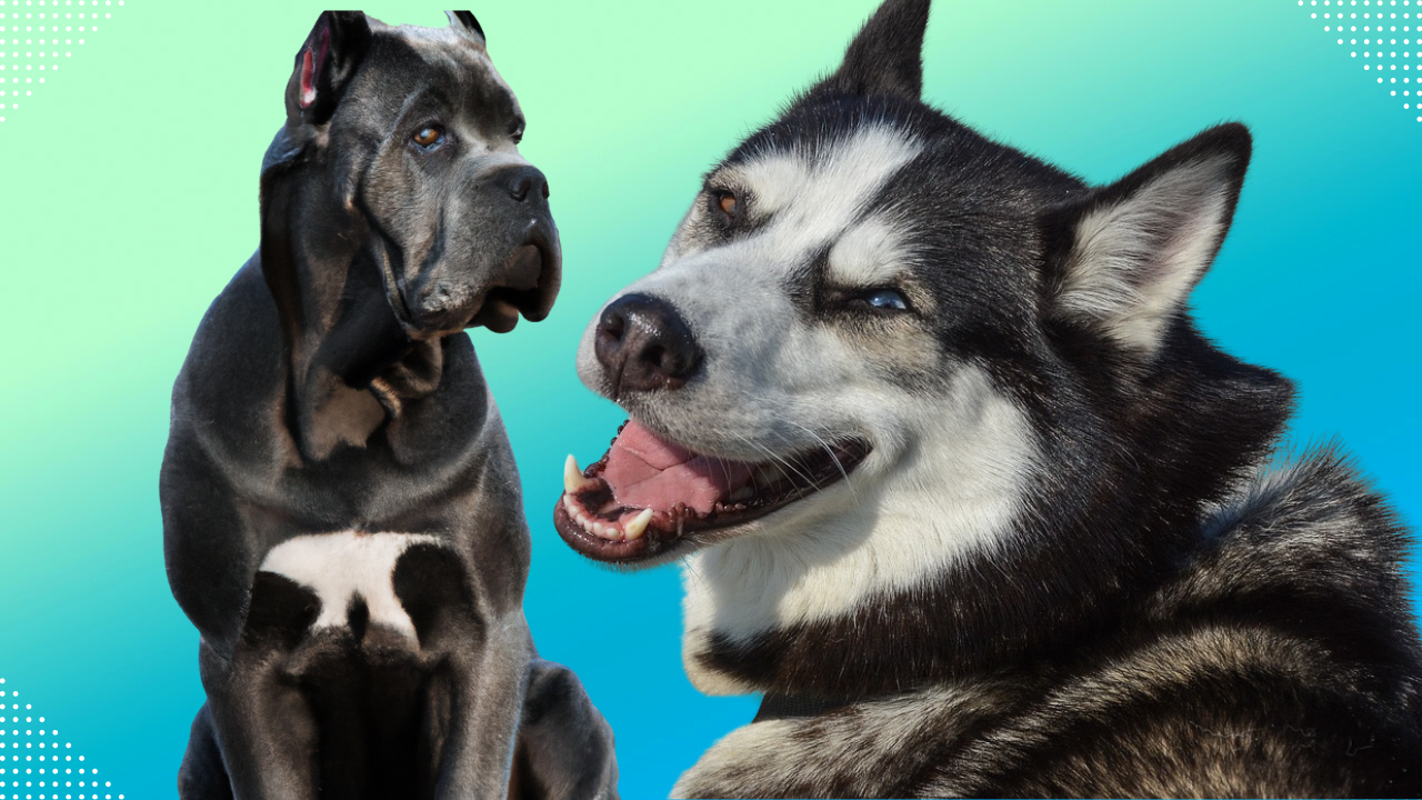 Cane Corso Husky Mix: Everything you need to know