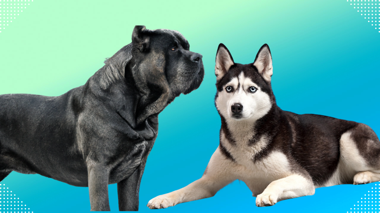 Cane Corso Husky Mix: Everything you need to know