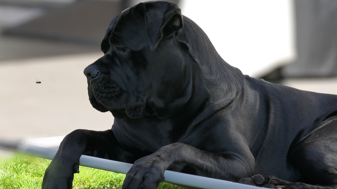 Cane Corso Diet: What Cane Corsos eat