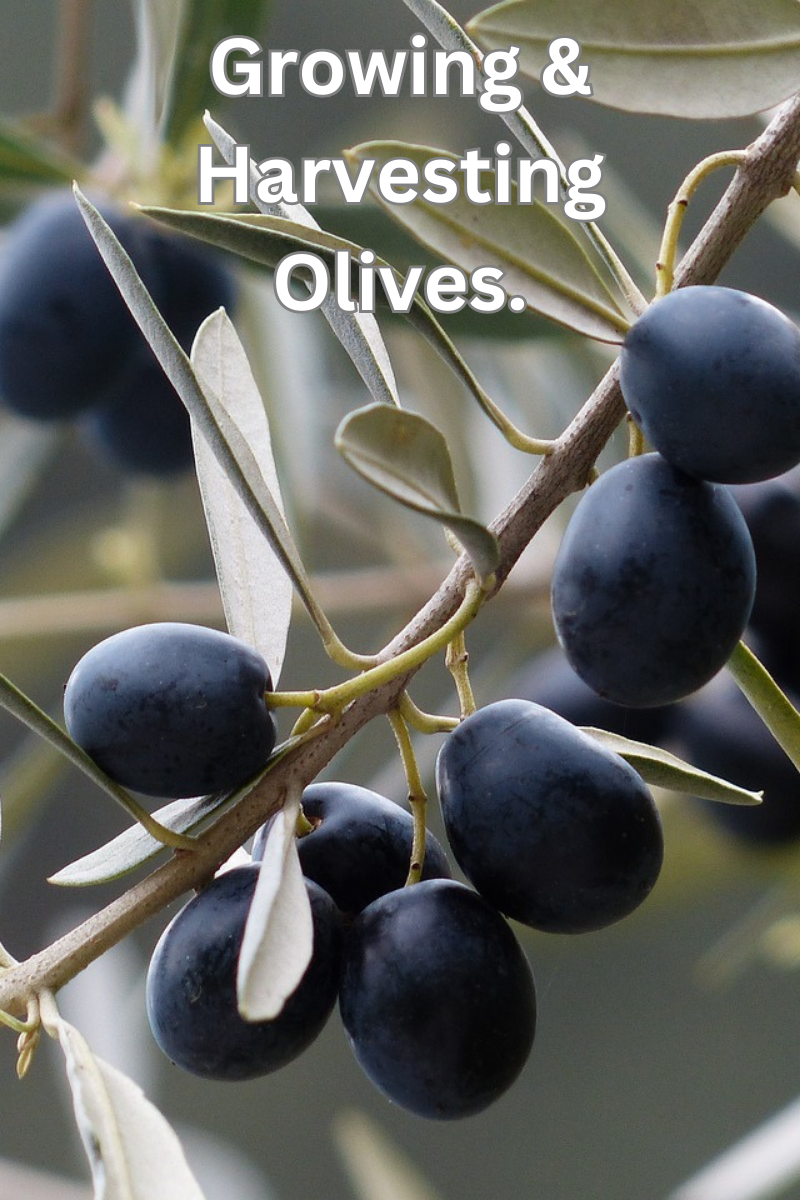 Learn The Secrets to Growing Olive Trees: Guaranteed to please