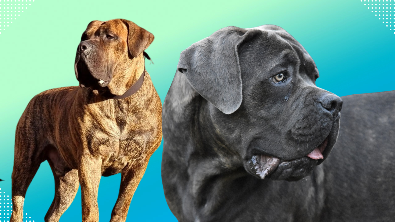 Cane Corso Presa Canario Mix: Unraveling the Intriguing Blend of Breeds