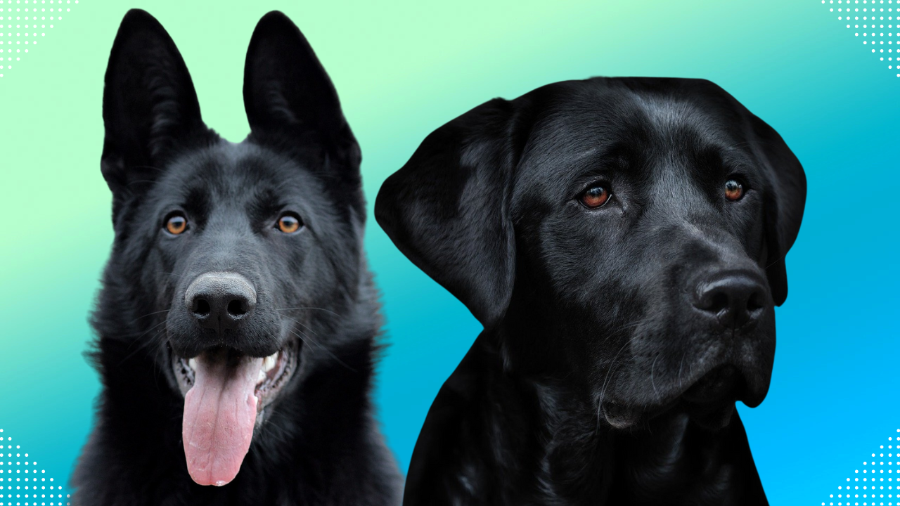 Labrador Retriever German Shepherd Mix: When two popular breeds meet
