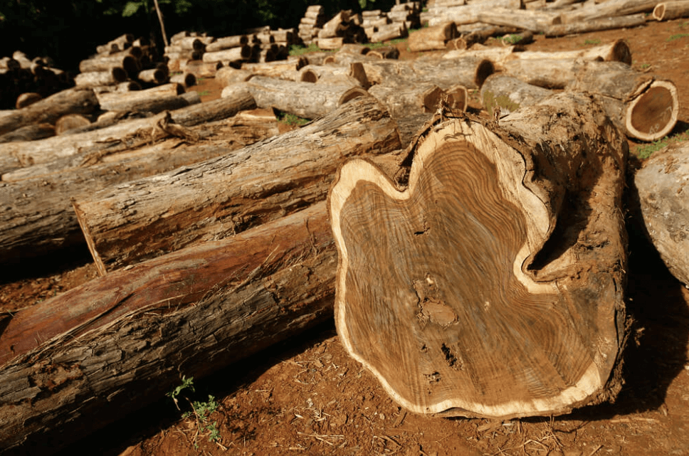 What is Teak Wood: Why it's Perfect for Your Garden