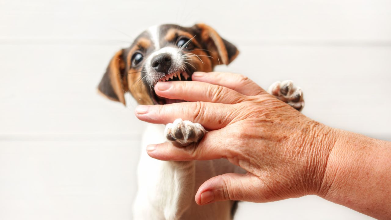 Understanding Dog Biting Behavior: A Guide for Owners – Pet Summits