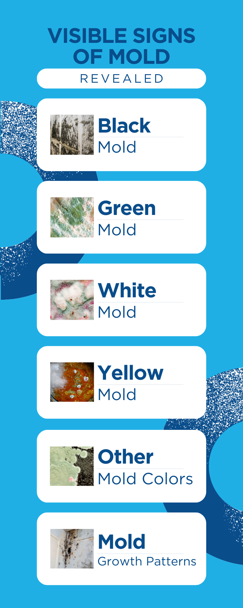 Spotting the Warning Signs of a Mold Problem in Your Home (2023)