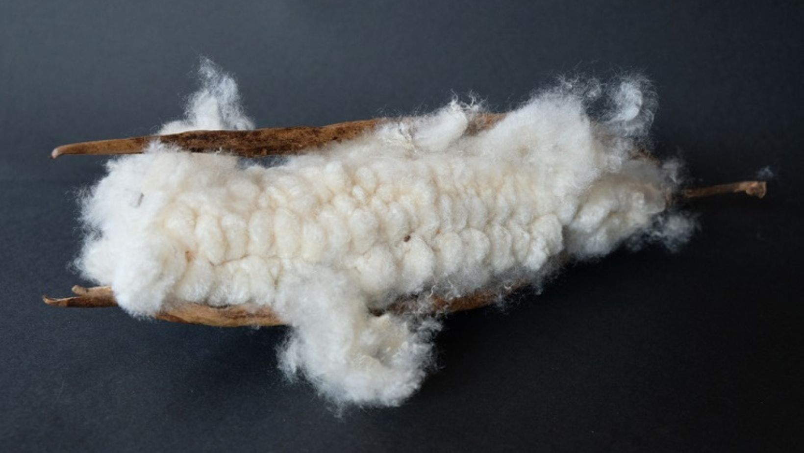 Ceiba Tree: Roots of Maya Culture | AncientPedia