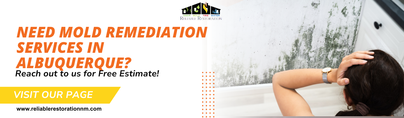 Mold Remediation Albuquerque: Your Guide to a Mold-Free Home - Reliable ...