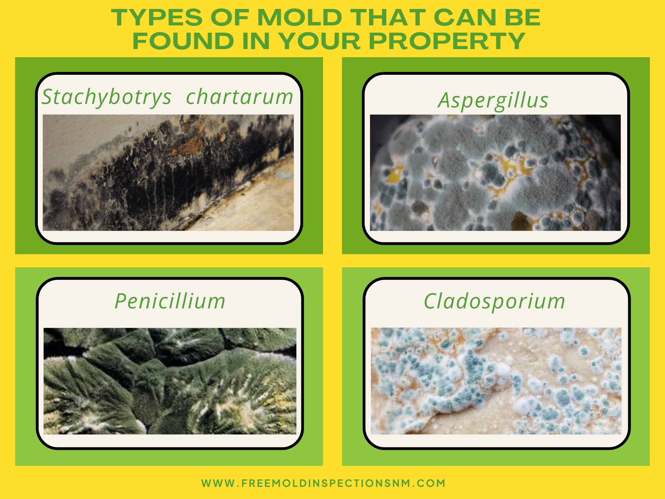 Unveiling the Truth About Free Mold Inspection and Testing - Free Mold ...